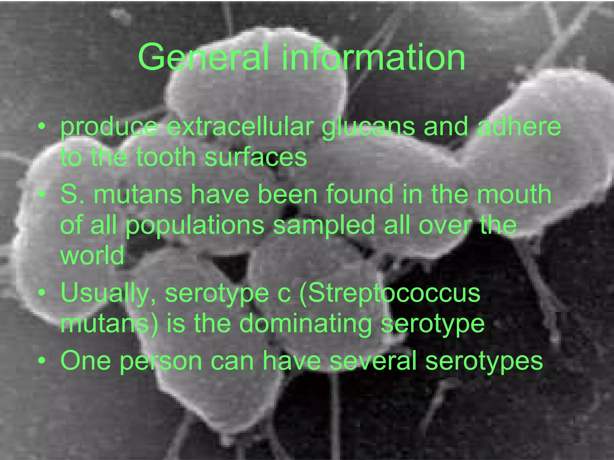 Streptococcus mutans cell | PPT