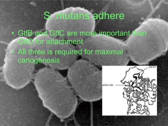 Streptococcus mutans cell | PPT