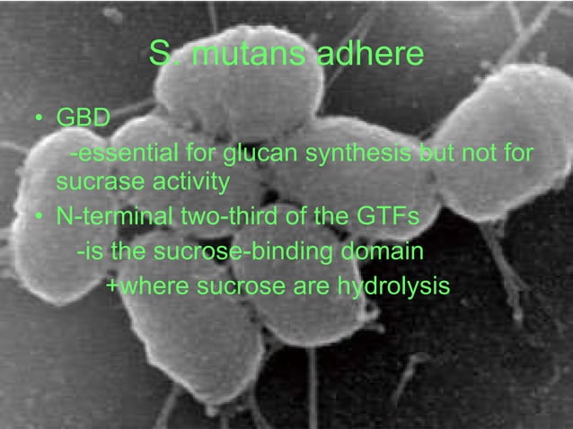 Streptococcus mutans cell | PPT