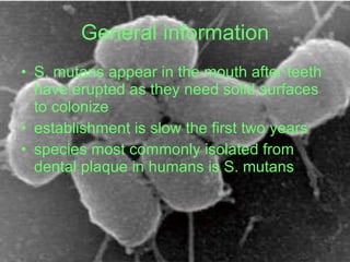 Streptococcus mutans cell | PPT
