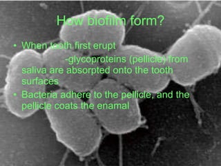 Streptococcus mutans cell | PPT