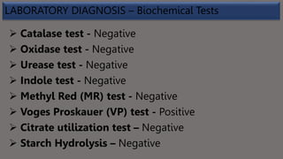 Streptococcus mutans of bacteria causes the dental plaque in mouth.pptx