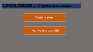 Streptococcus mutans of bacteria causes the dental plaque in mouth.pptx