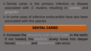 Streptococcus mutans of bacteria causes the dental plaque in mouth.pptx