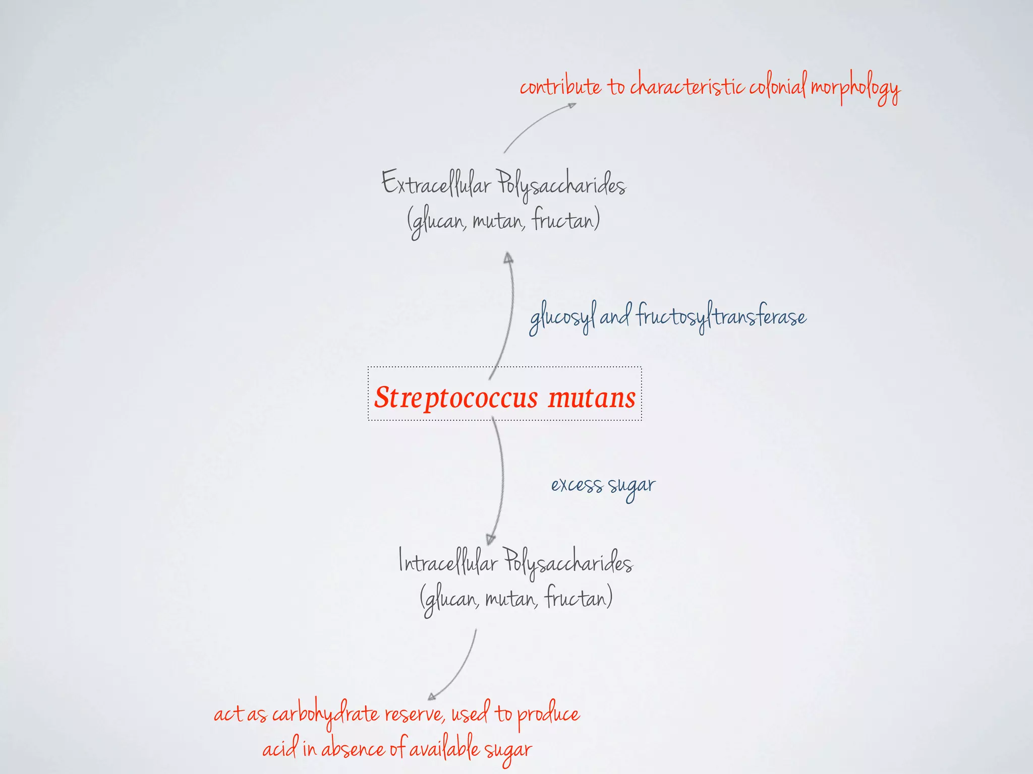 Streptococcus mutans & other streptococci | PDF
