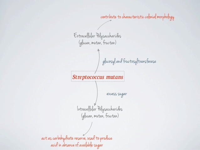 Streptococcus mutans & other streptococci | PDF