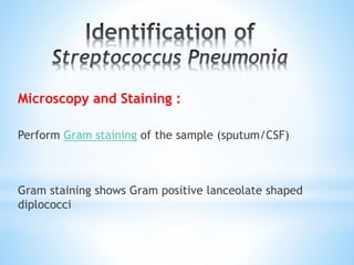 Streptococcus pneumonia | PPTX