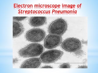 Streptococcus Pneumoniae Electron Micrograph