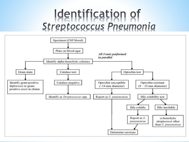 Streptococcus pneumonia