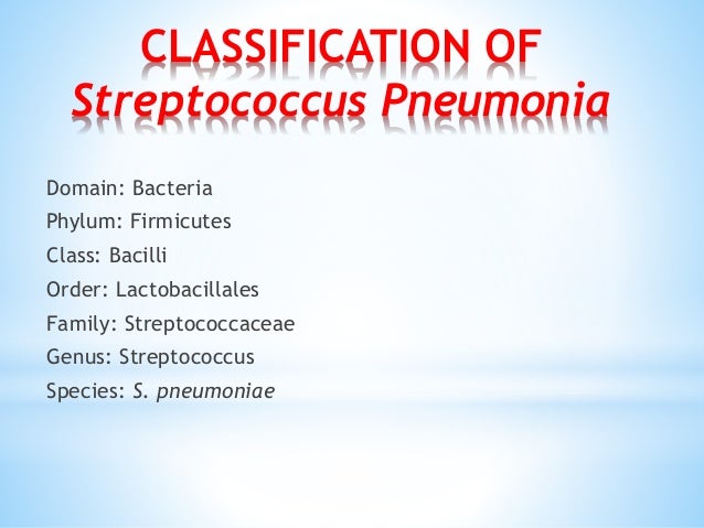 Streptococcus pneumonia