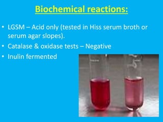 Streptococcus pneumoniae by Dr. Rakesh Prasad Sah | PPT