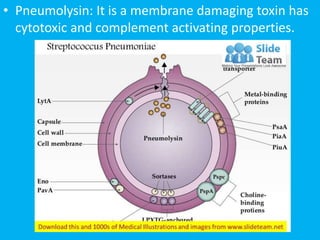 Streptococcus pneumoniae by Dr. Rakesh Prasad Sah | PPT