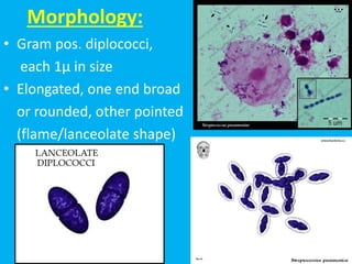 Streptococcus pneumoniae by Dr. Rakesh Prasad Sah | PPT