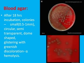 Streptococcus Pneumoniae Colony Morphology