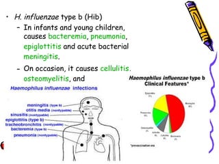 Streptococcus pneumoniae mbbs | PPT