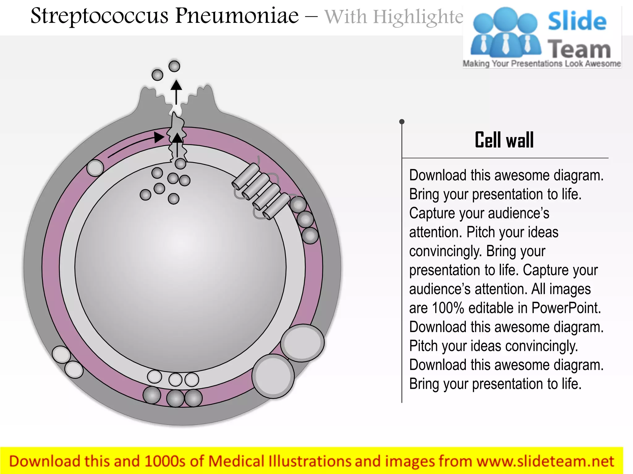 Streptococcus pneumoniae medical images for power point | PDF