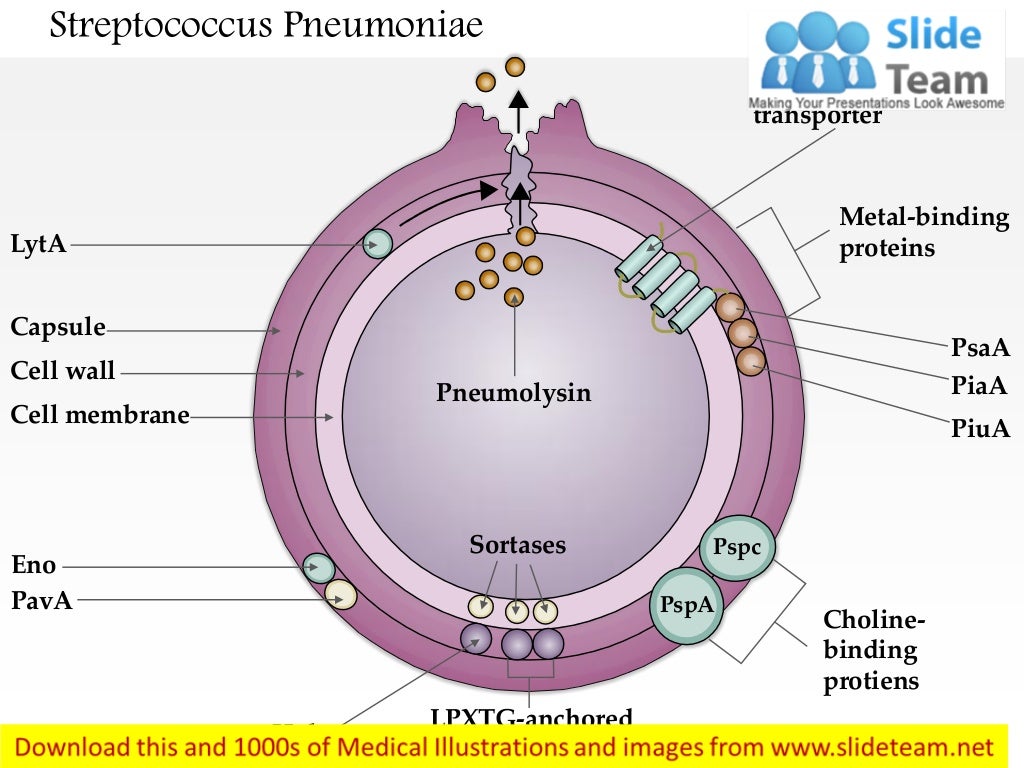 Streptococcus pneumoniae medical images for power point