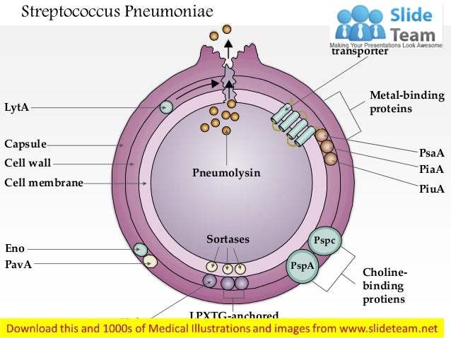 Streptococcus pneumoniae medical images for power point