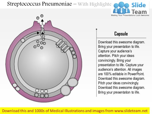 Streptococcus Diagram
