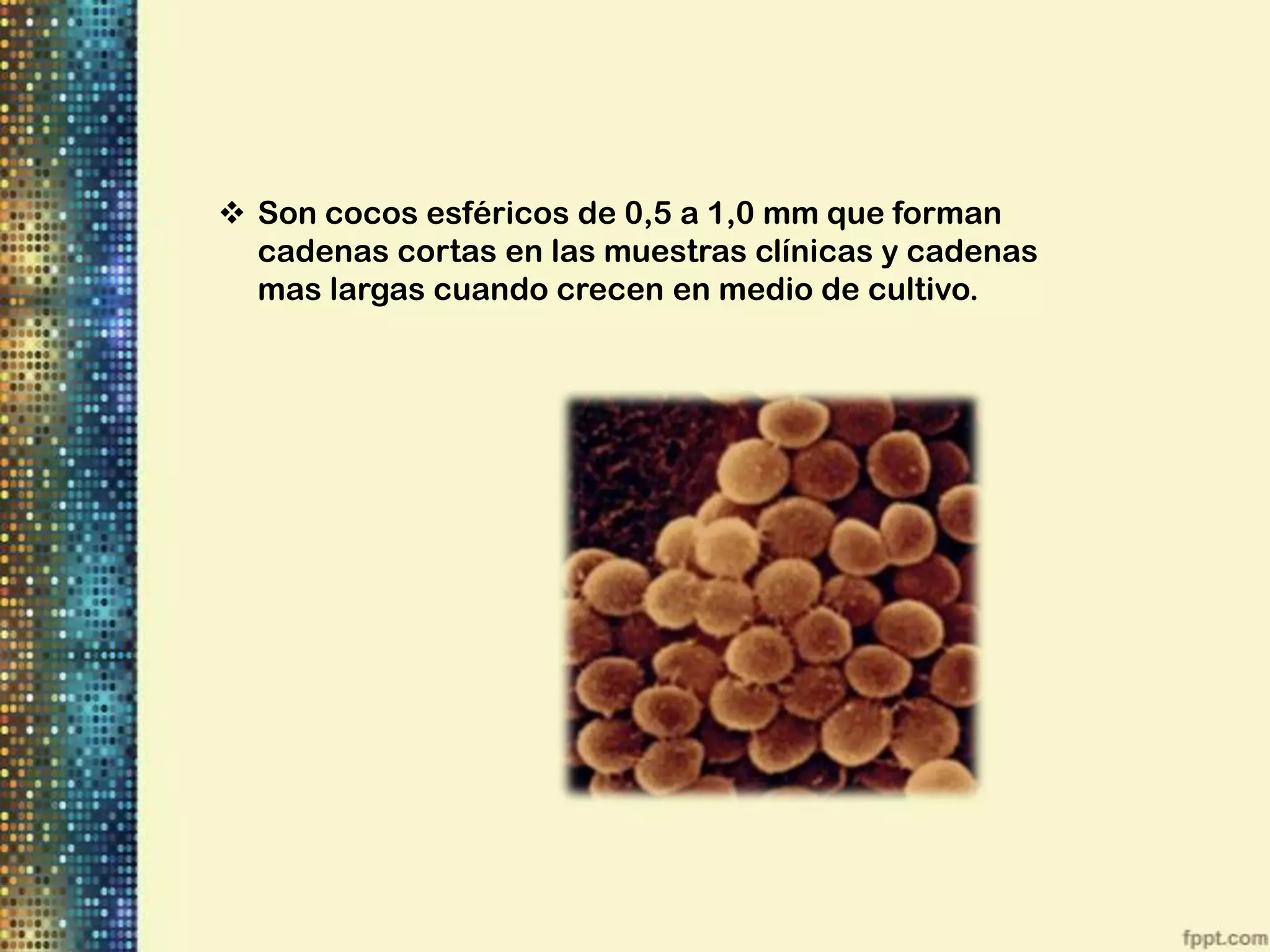 Streptococcus pyogenes | PPTX | Infectious Diseases | Diseases and ...