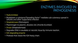 Streptococcus Pyogenes Bacteria Microbiology Lecture | PPTX