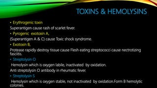 Streptococcus Pyogenes Bacteria Microbiology Lecture | PPTX