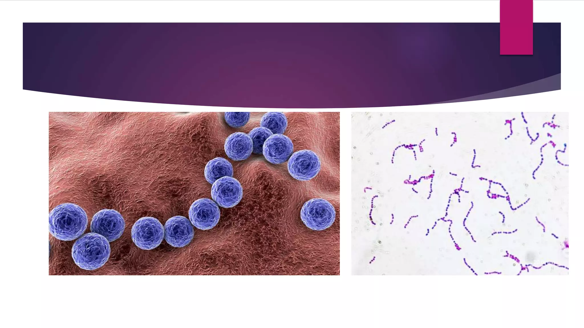 STREPTOCOCCUS PYOGENES.pptx