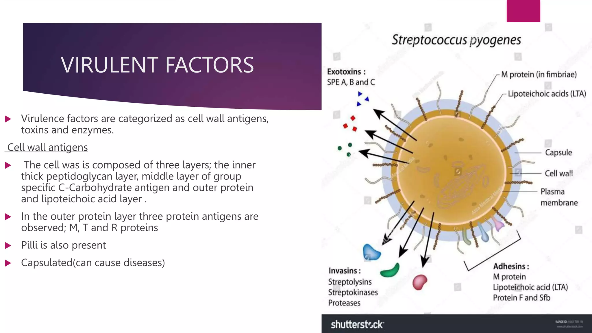 STREPTOCOCCUS PYOGENES.pptx