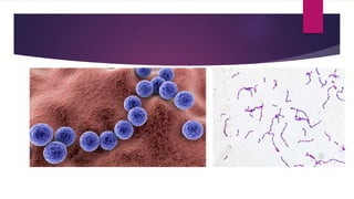 STREPTOCOCCUS PYOGENES.pptx
