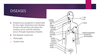 STREPTOCOCCUS PYOGENES.pptx
