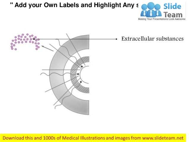 Streptococcus Diagram