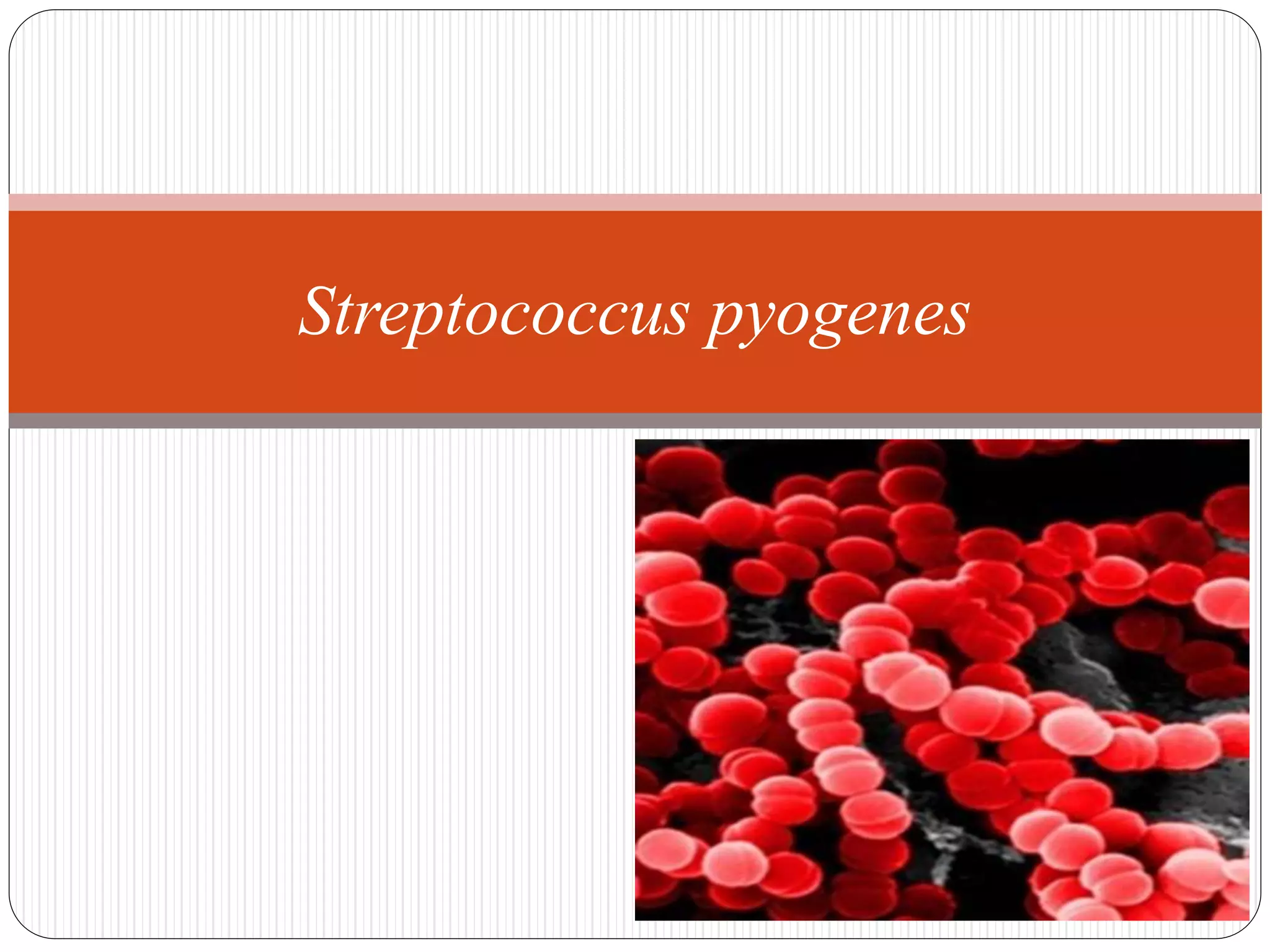 Streptococcus pyogens | PPTX