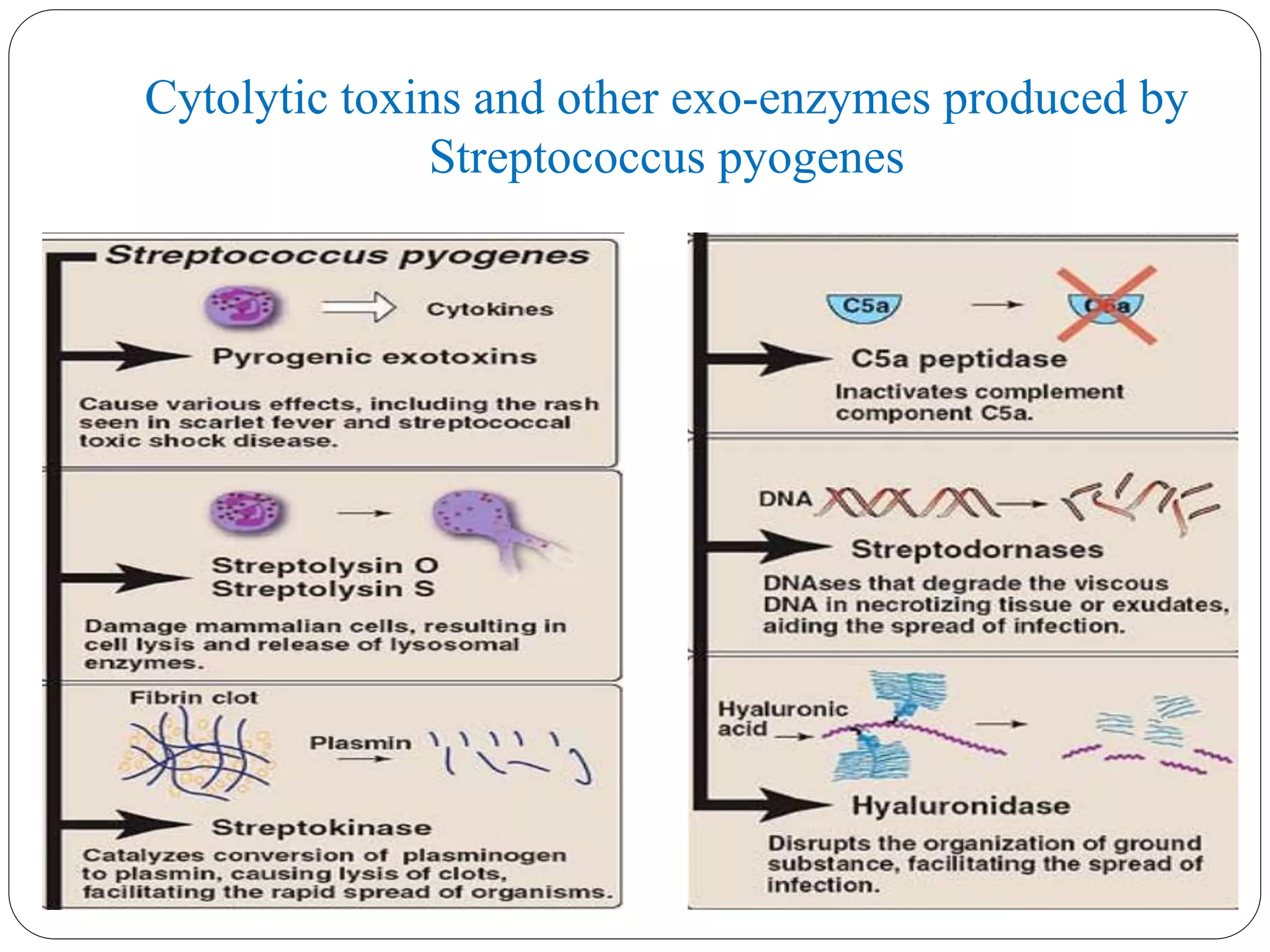 Streptococcus pyogens | PPTX