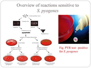 Streptococcus pyogens | PPTX