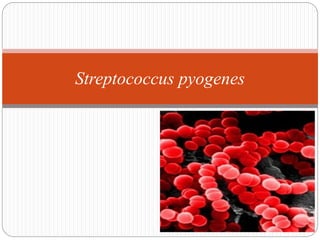 Streptococcus Pyogenes Slide