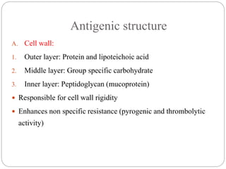 Streptococcus Pyogenes Slide