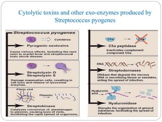 Streptococcus Pyogenes Slide