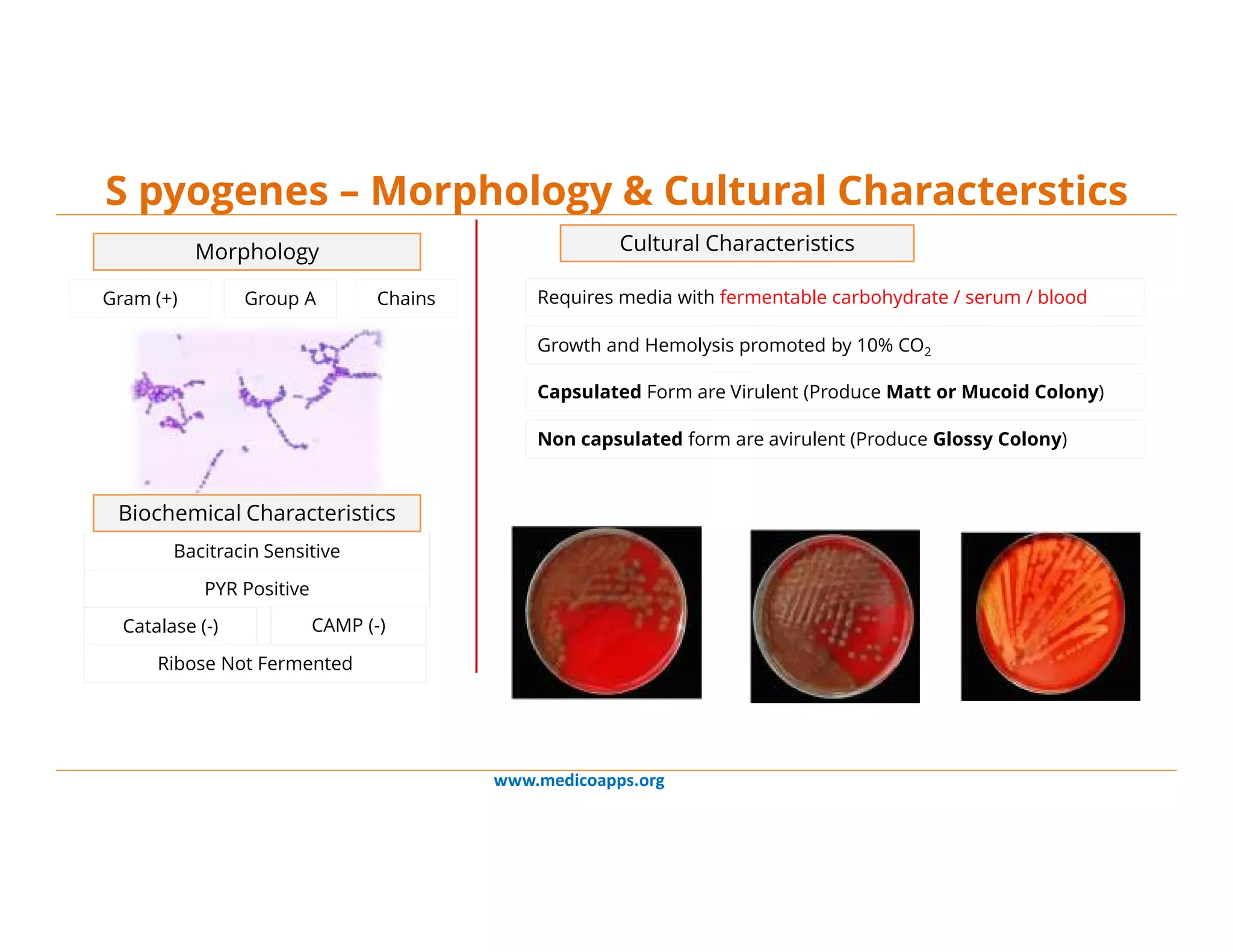 Streptococcus pyogens | PDF