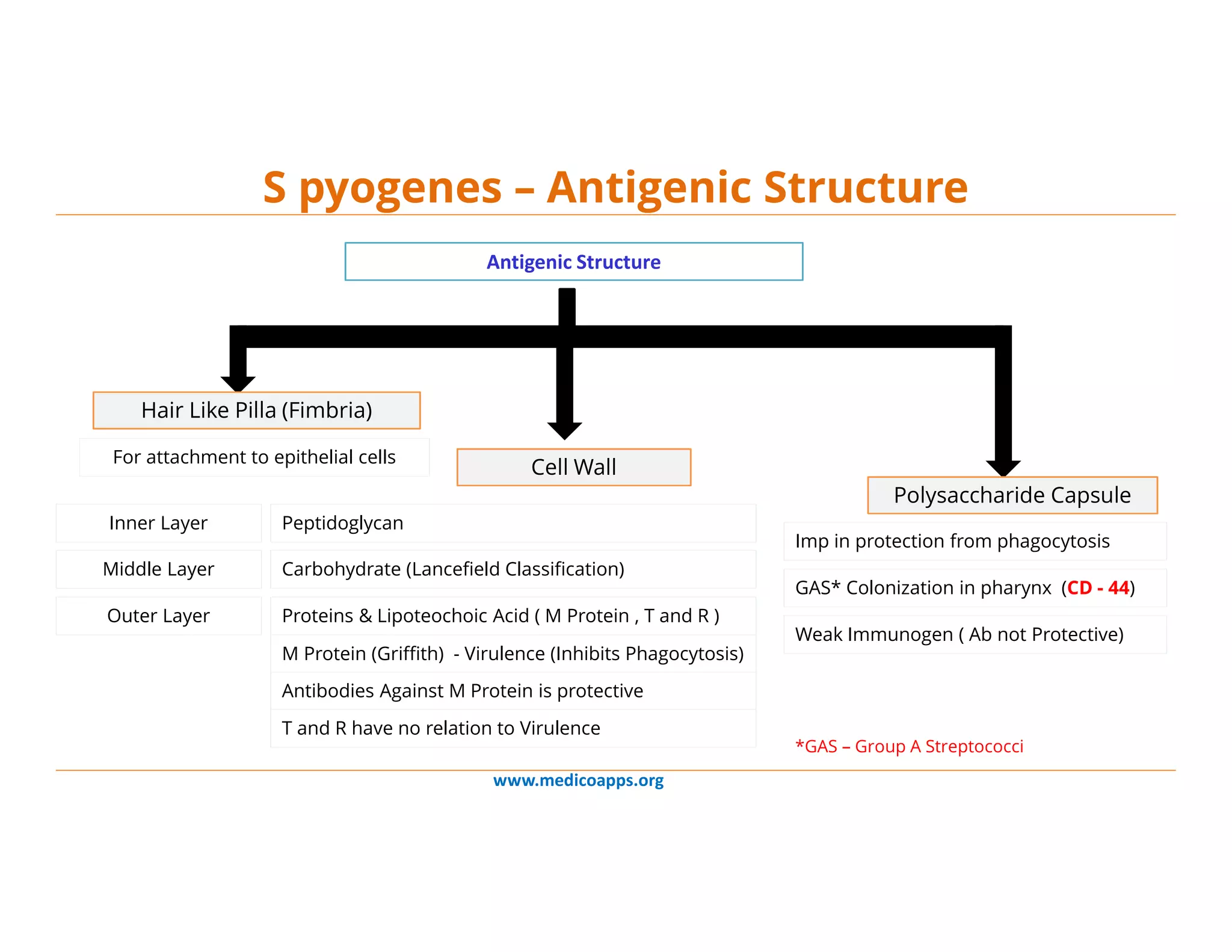 Streptococcus pyogens | PDF