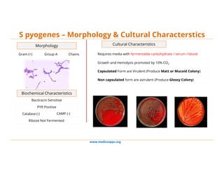 Streptococcus pyogens | PDF