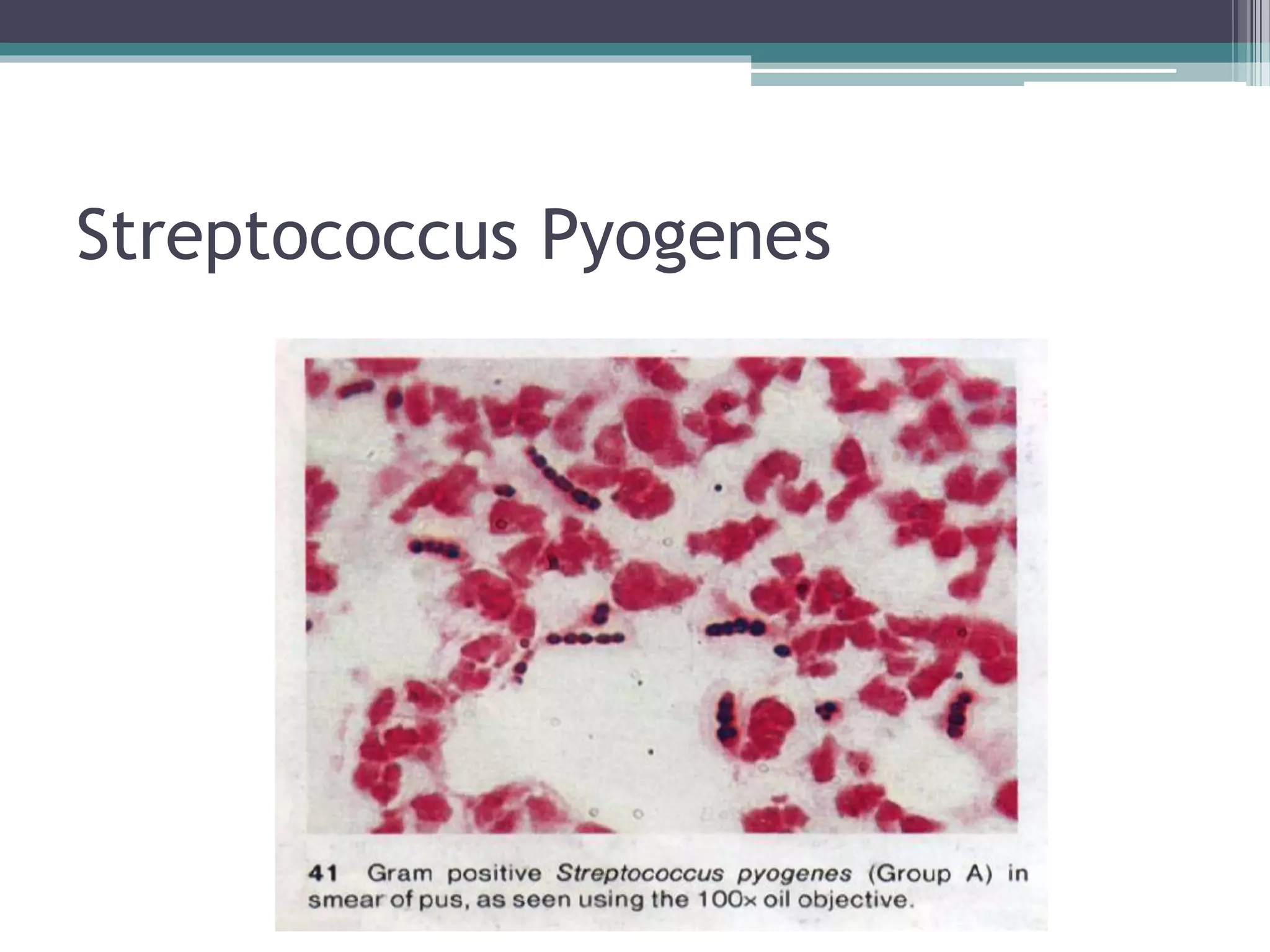 Streptococcus Species.pptx