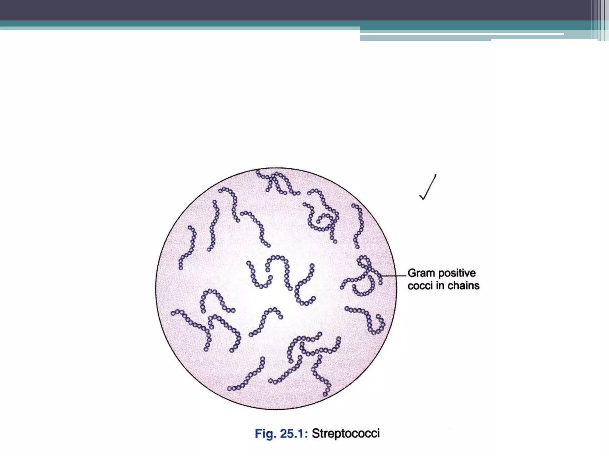 Streptococcus Species.pptx