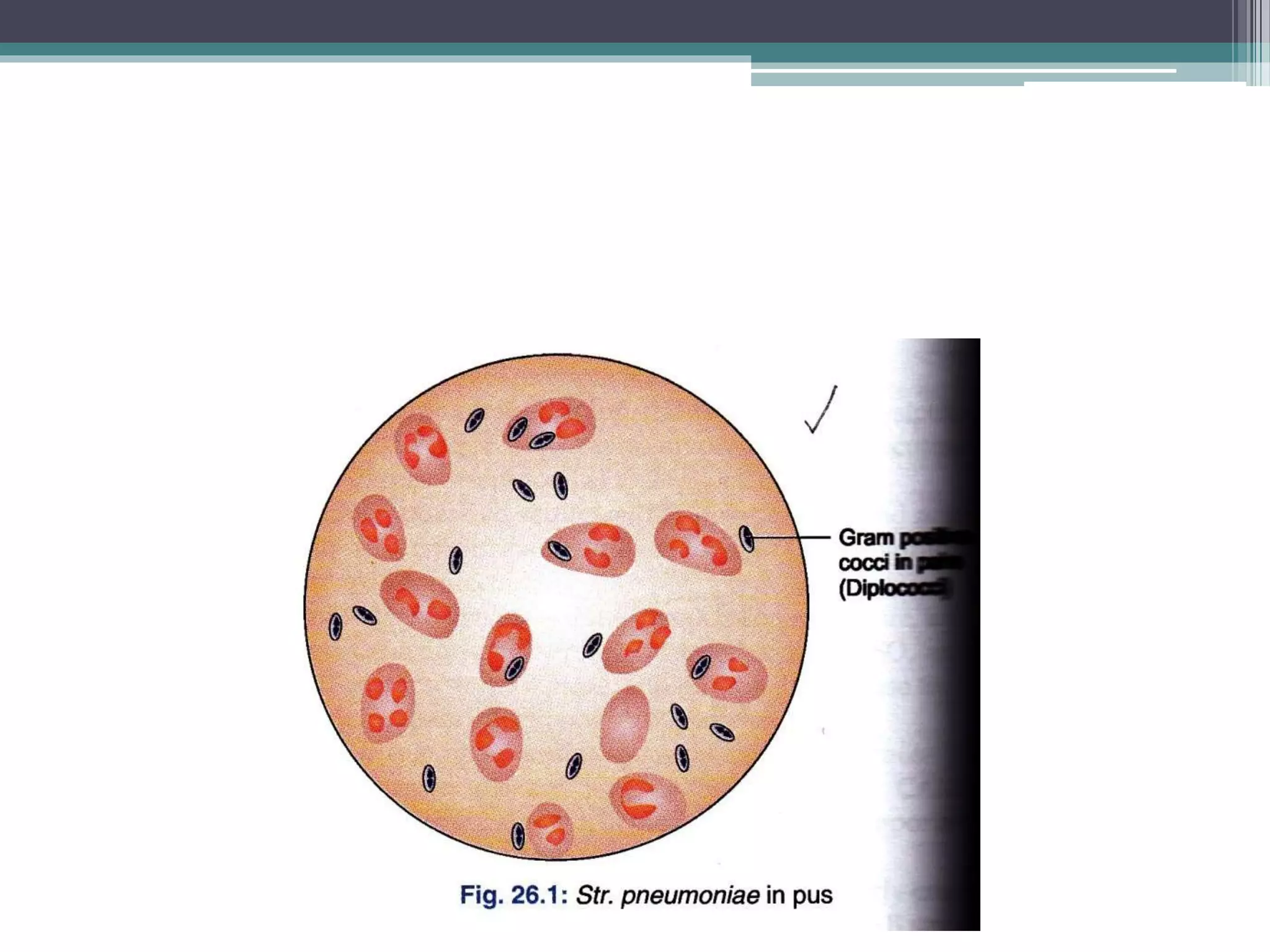 Streptococcus Species.pptx