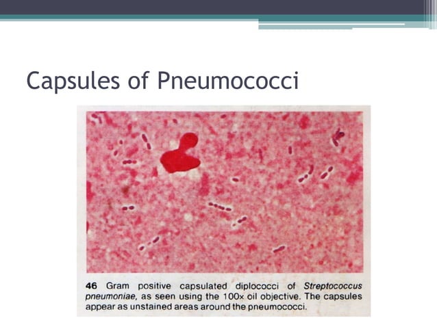 Streptococcus Species.pptx