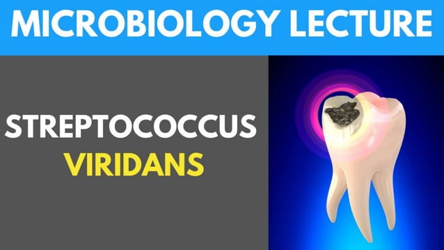 Streptococcus Viridans Bacteria Microbiology Lecture | PPTX