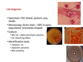 Streptococcus ldentification | PPTX | Ear, Nose and Throat Conditions ...