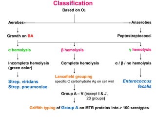 Streptococcus ldentification | PPTX | Ear, Nose and Throat Conditions ...