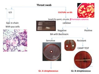 Streptococcus ldentification | PPTX | Ear, Nose and Throat Conditions ...