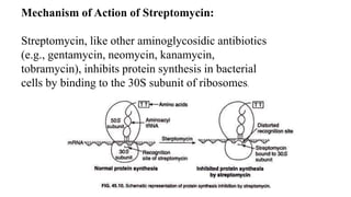 Streptomycin Mechanism Of Action Of