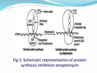 Streptomycin production | PPT